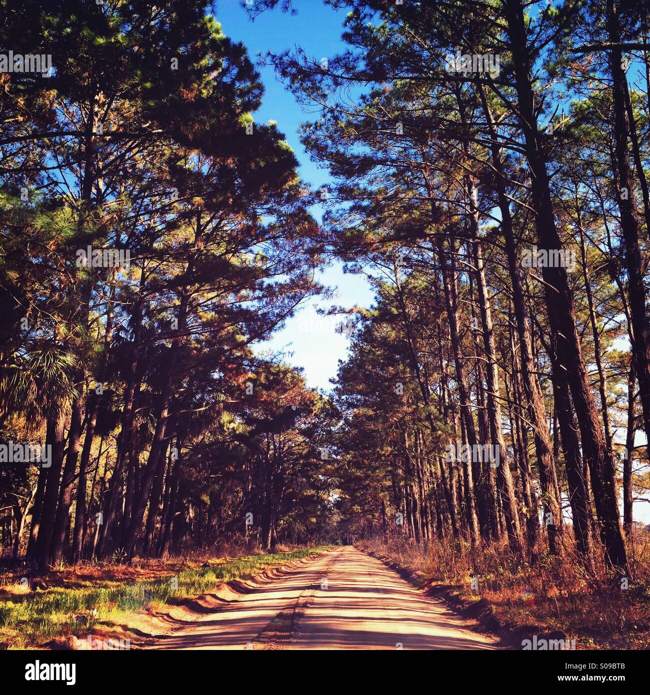 Dense Pine Forest High Resolution Stock Photography and Images - Alamy