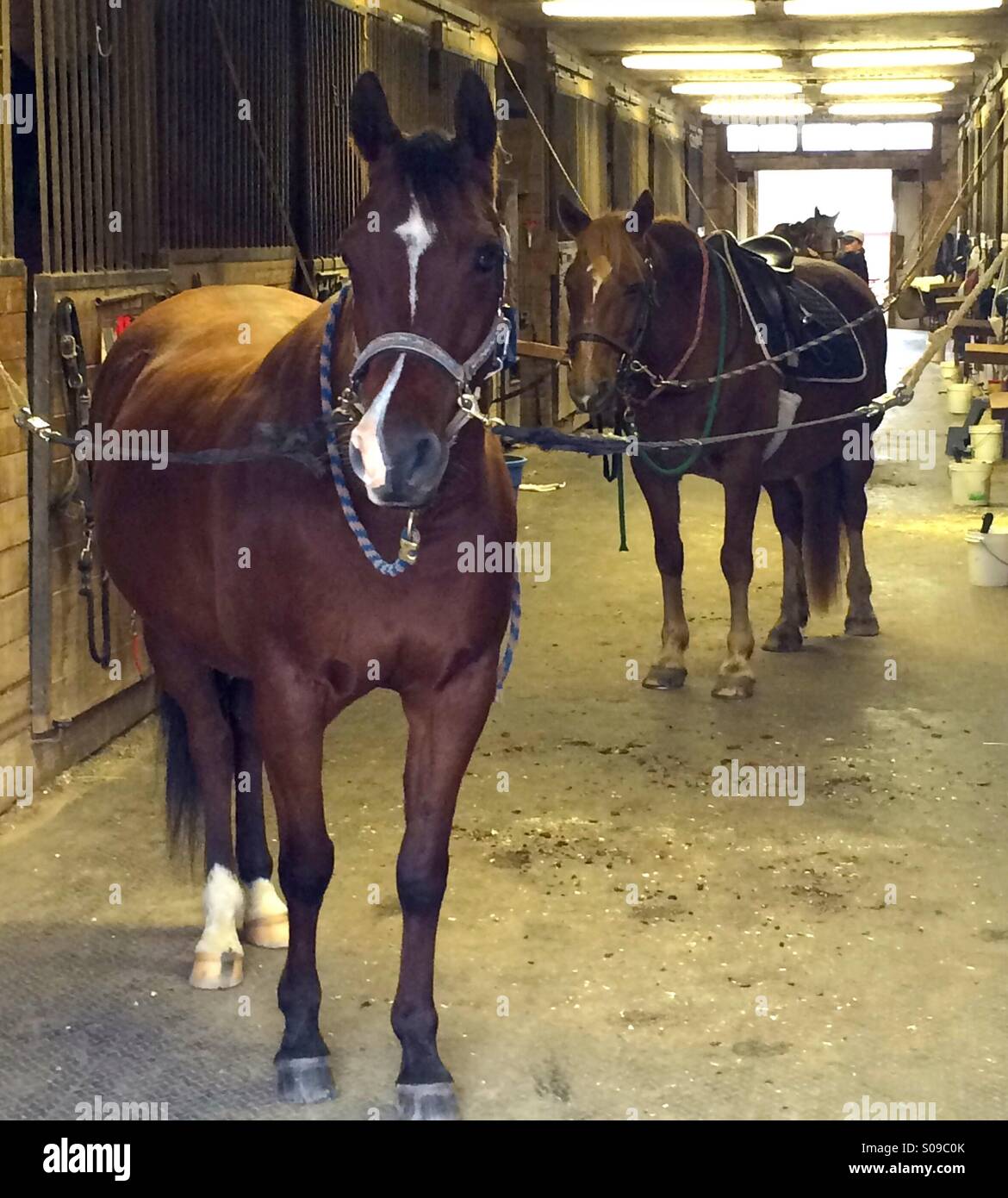 Tacking Horse High Resolution Stock Photography and Images - Alamy