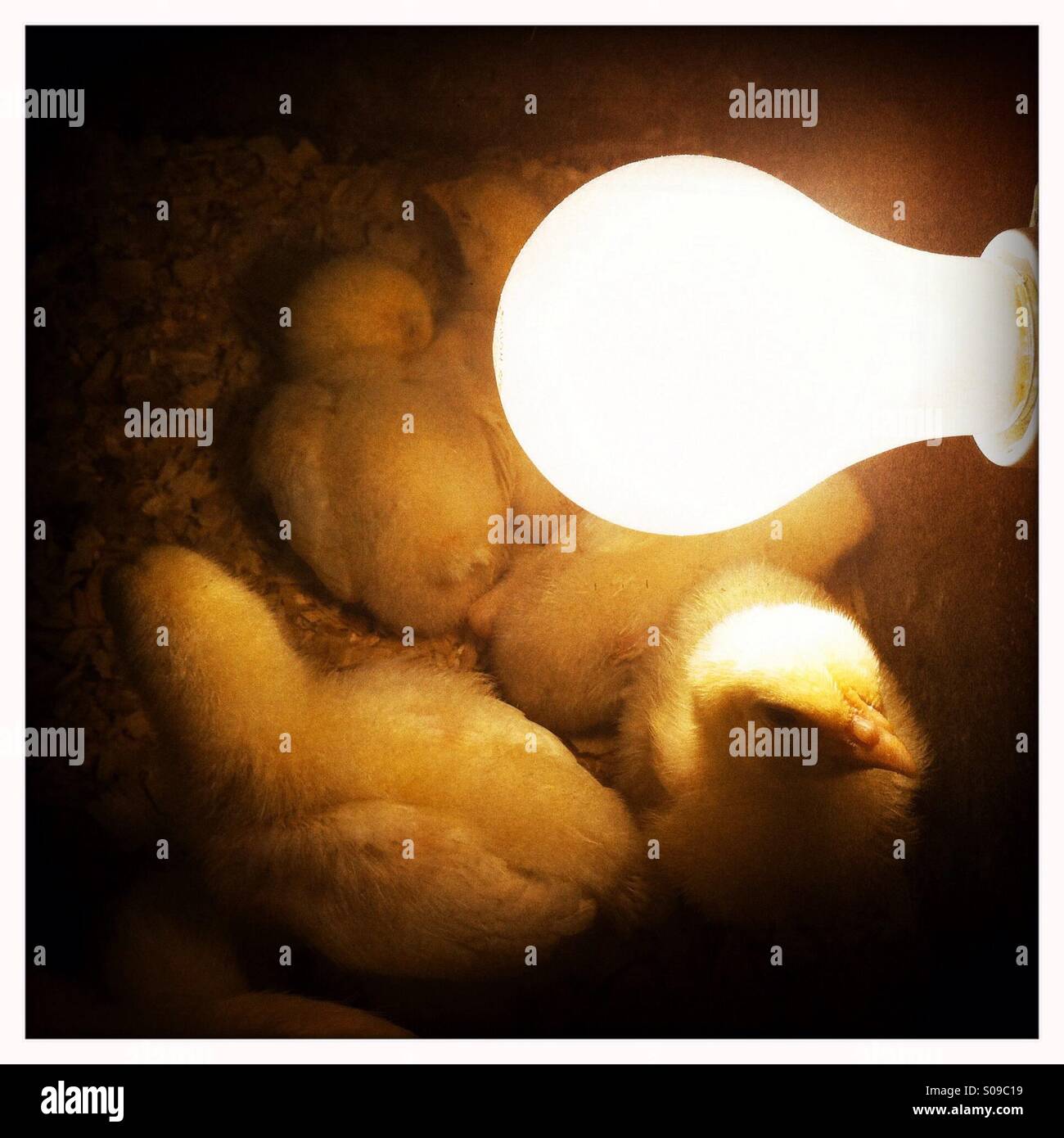 Chicks Incubator High Resolution Stock Photography and Images - Alamy