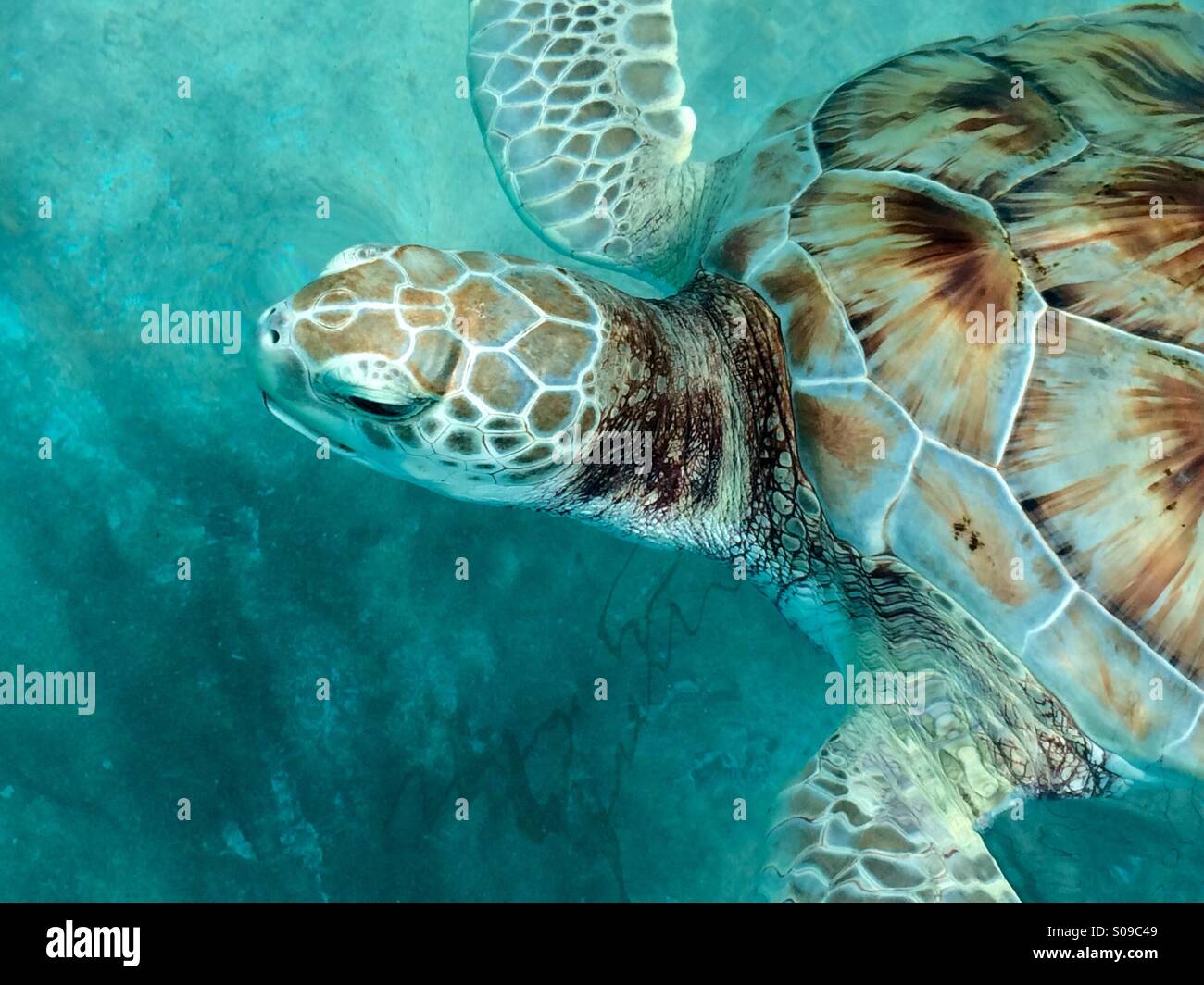 Sea turtle swimming hi-res stock photography and images - Alamy