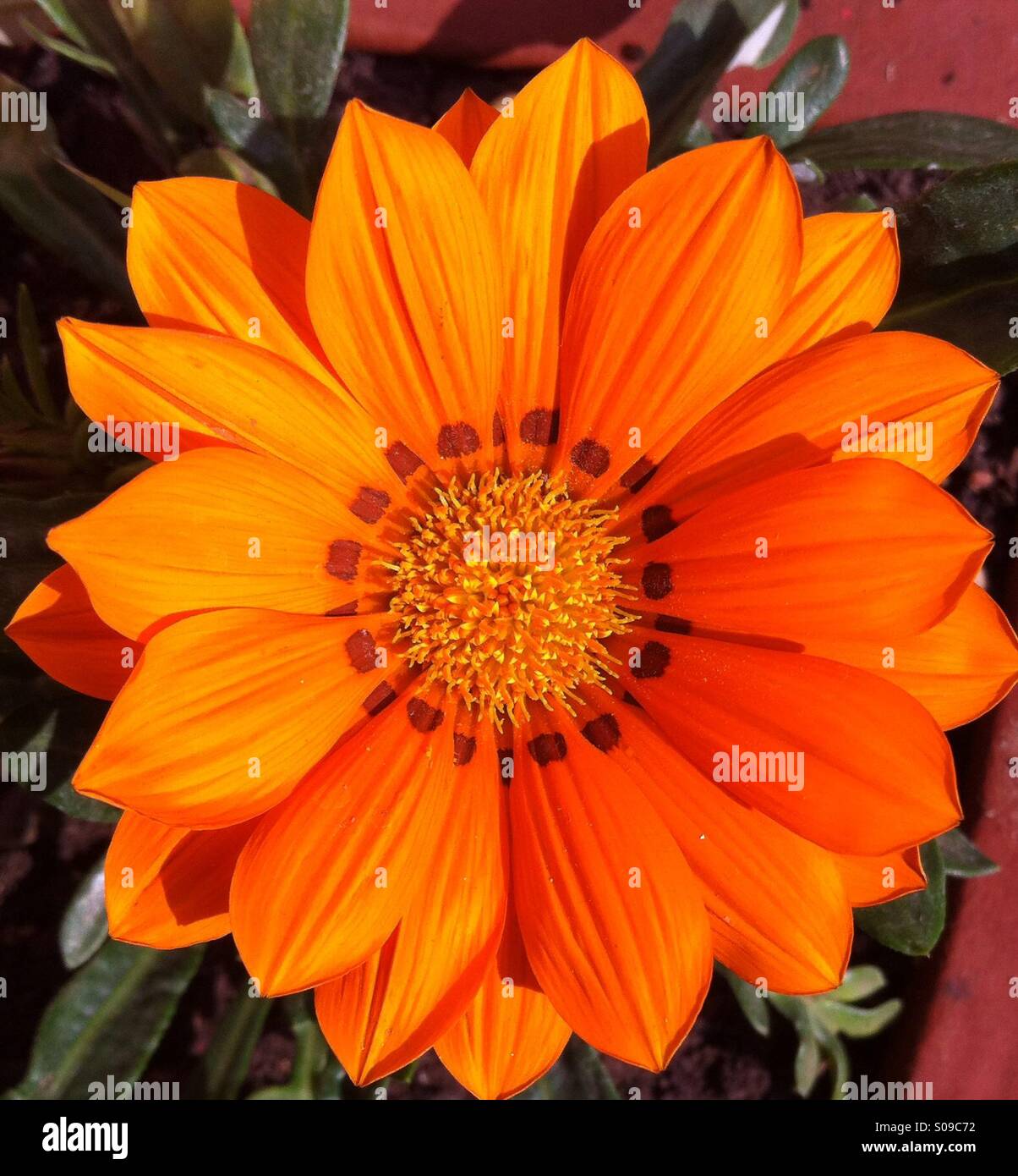 Orange barmasi flower hi-res stock photography and images - Alamy