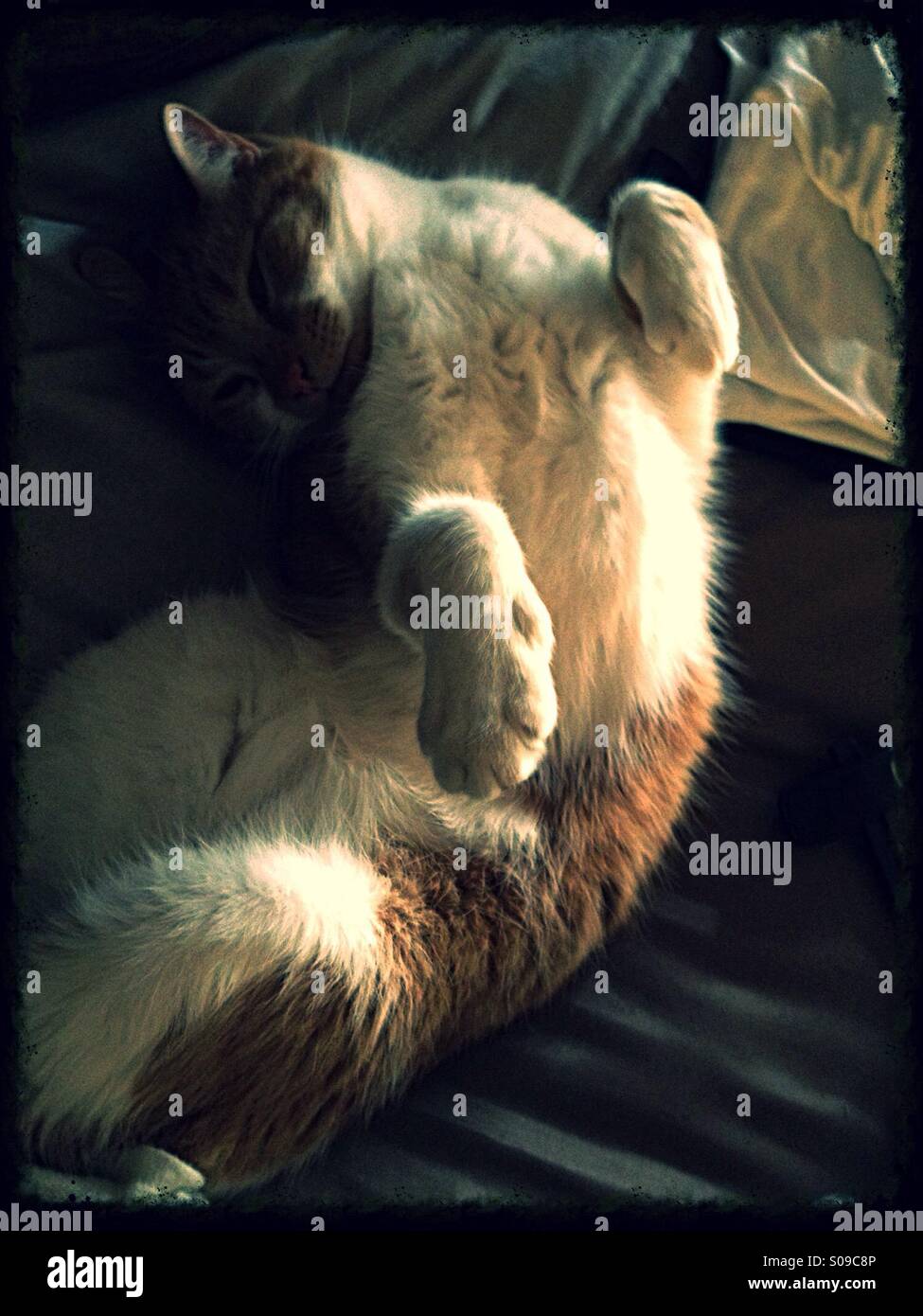 Fluff belly hi-res stock photography and images - Alamy