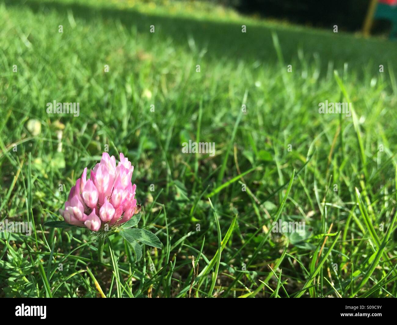 Lonely flower hi-res stock photography and images - Alamy