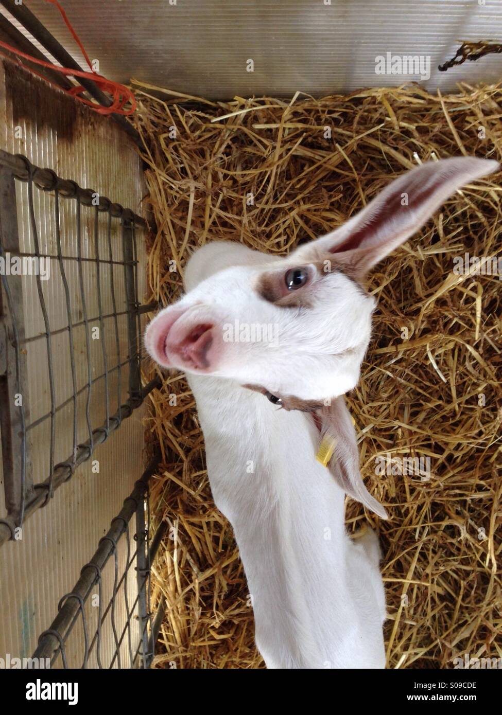 A kid goat Stock Photo - Alamy