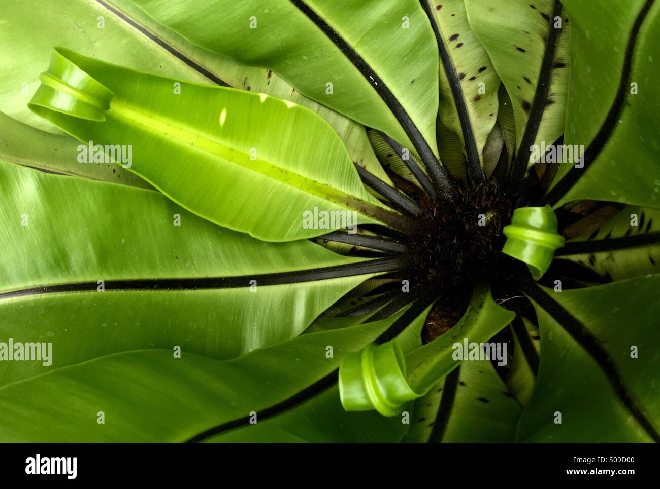 Dapo hi-res stock photography and images - Alamy