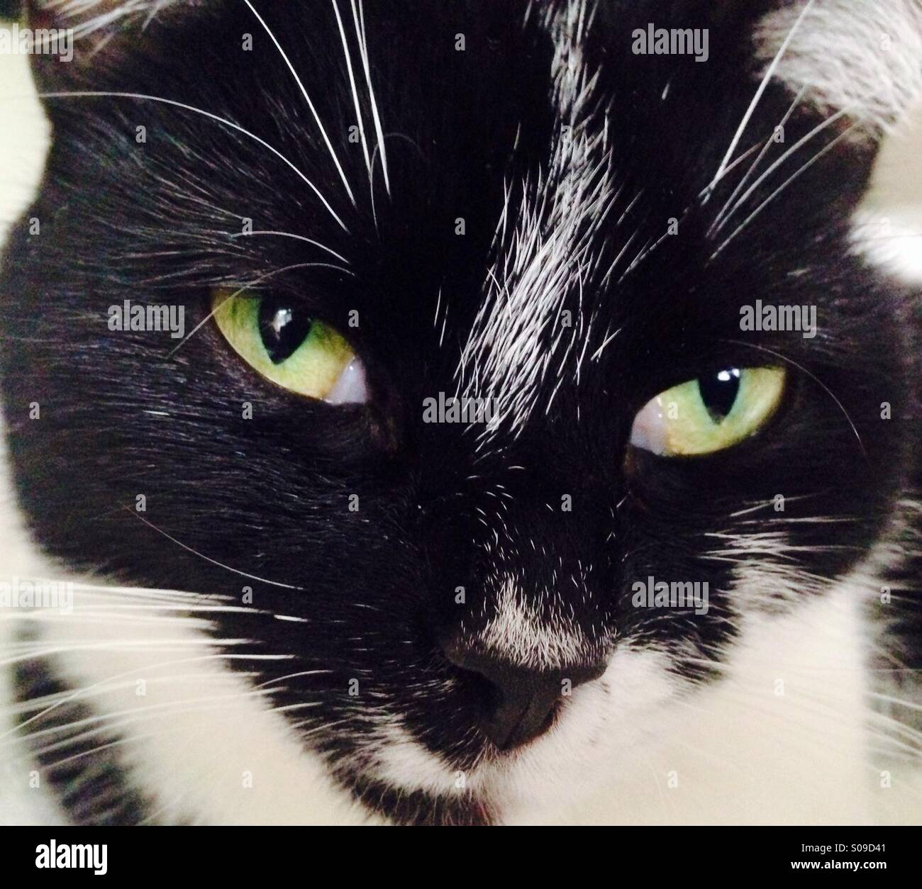 Demonic hi-res stock photography and images - Alamy