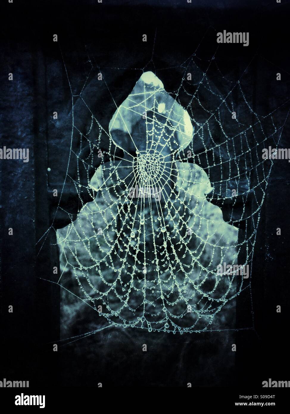 Spiderweb in the graveyard Stock Photo - Alamy