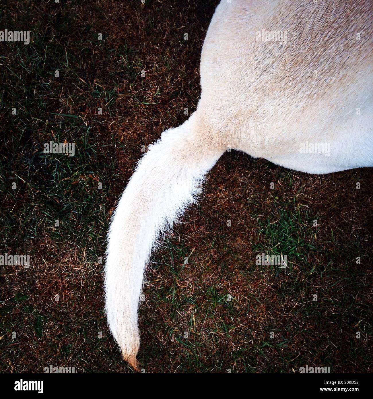 Dog tail hi-res stock photography and images - Alamy
