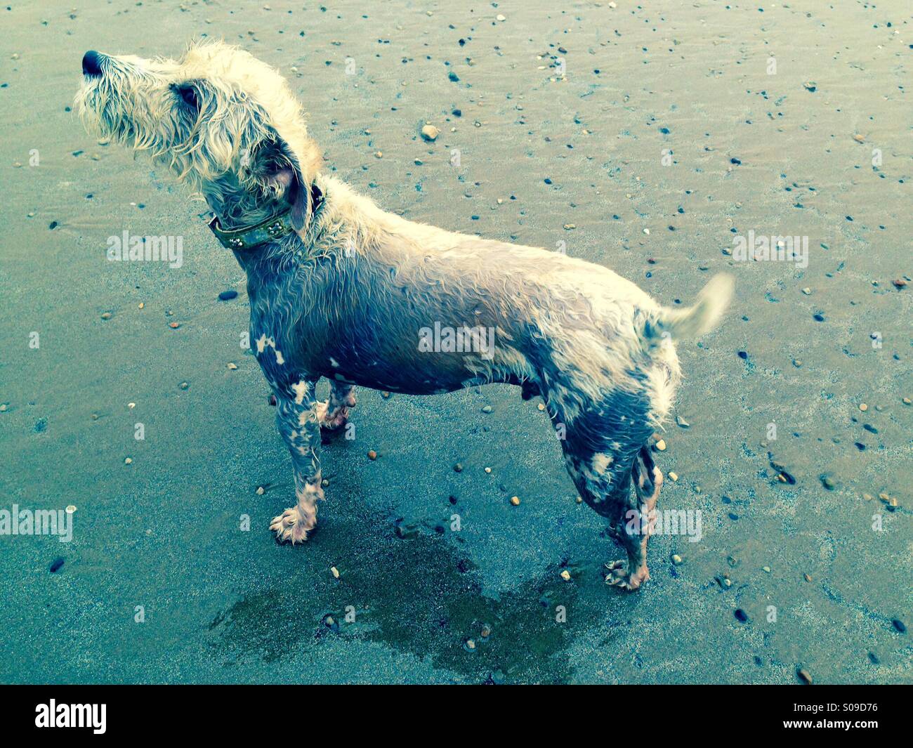 Wet dog hi-res stock photography and images - Alamy