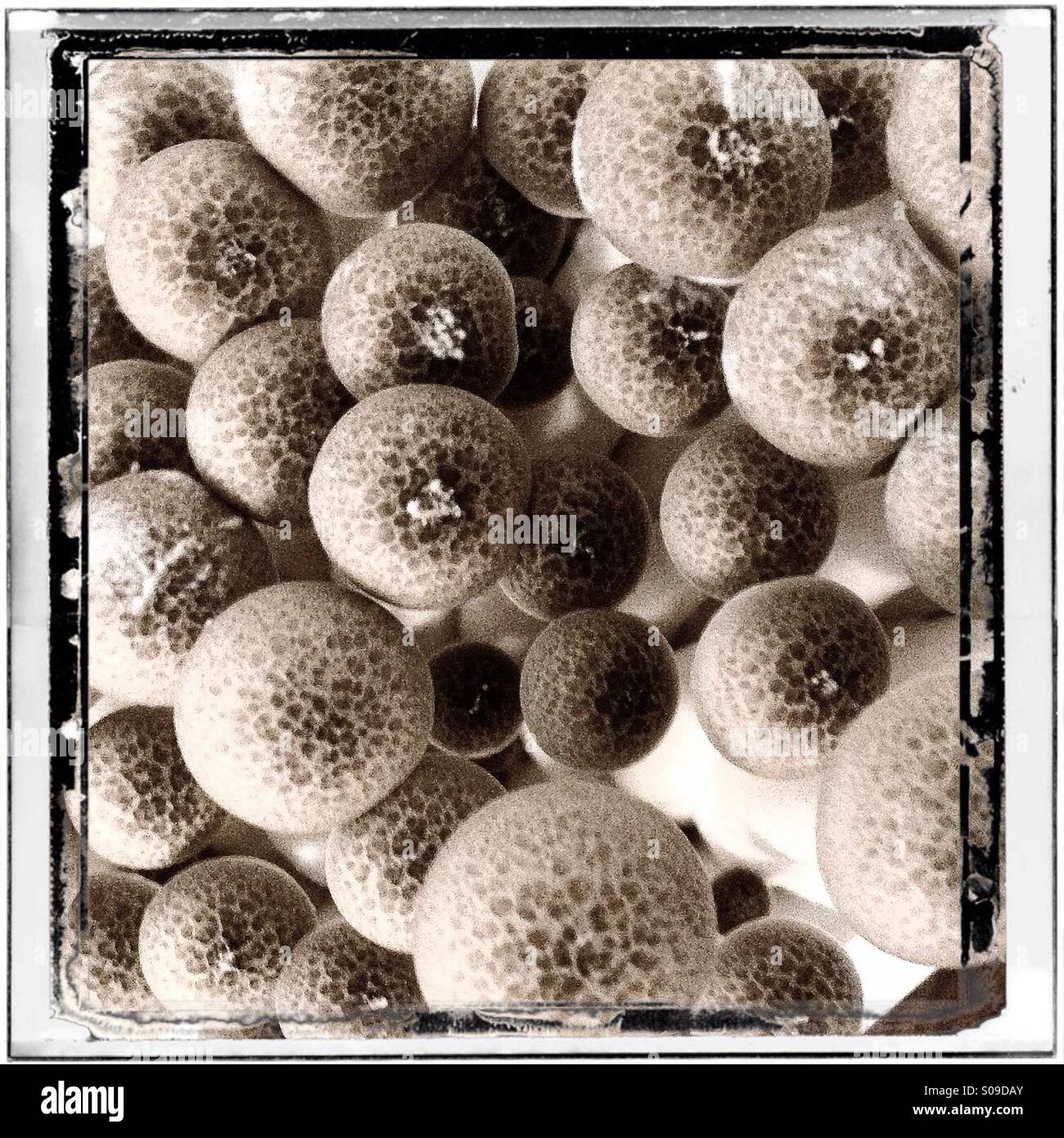 Strange fungi hi-res stock photography and images - Alamy