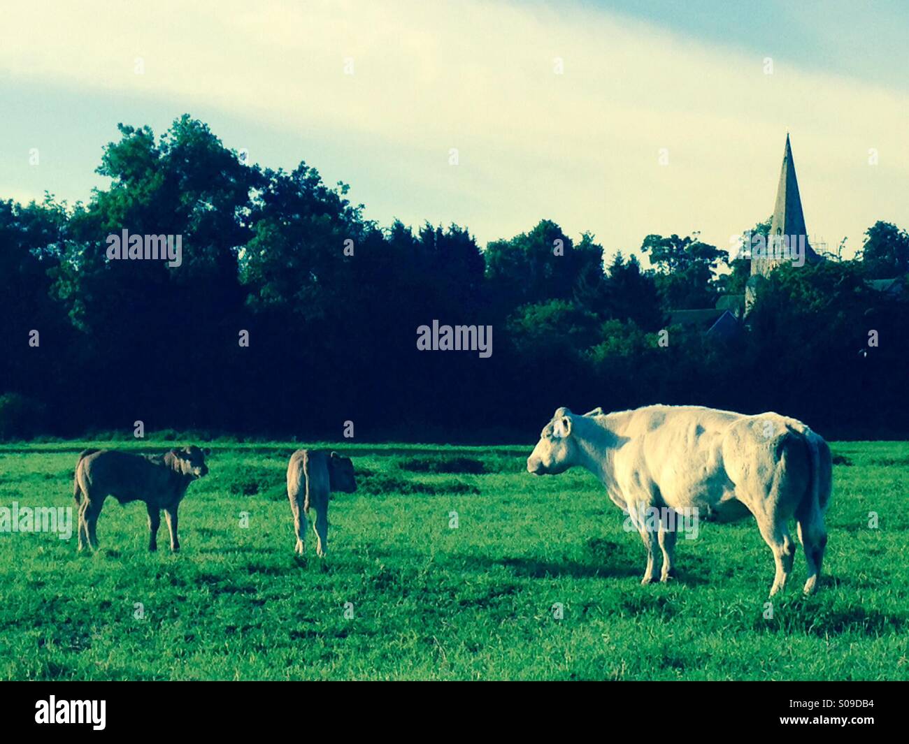 Pastoral scene hi-res stock photography and images - Alamy