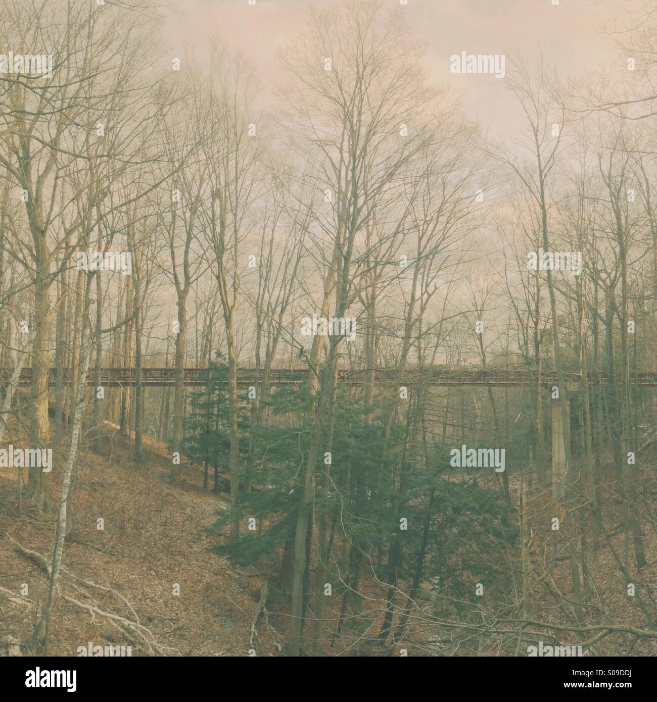 Spanning trees hi-res stock photography and images - Alamy