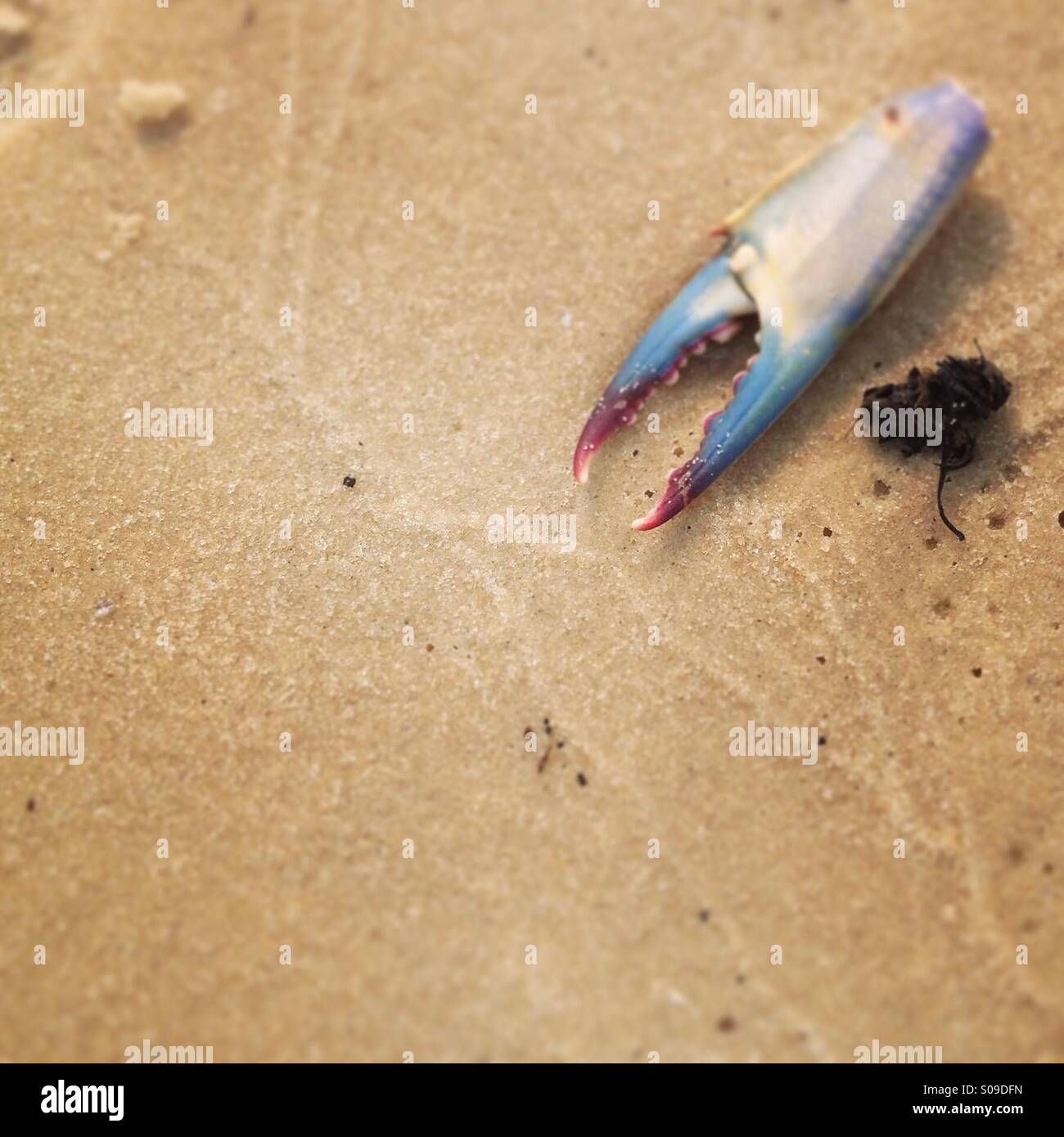 Blue claw hi-res stock photography and images - Alamy