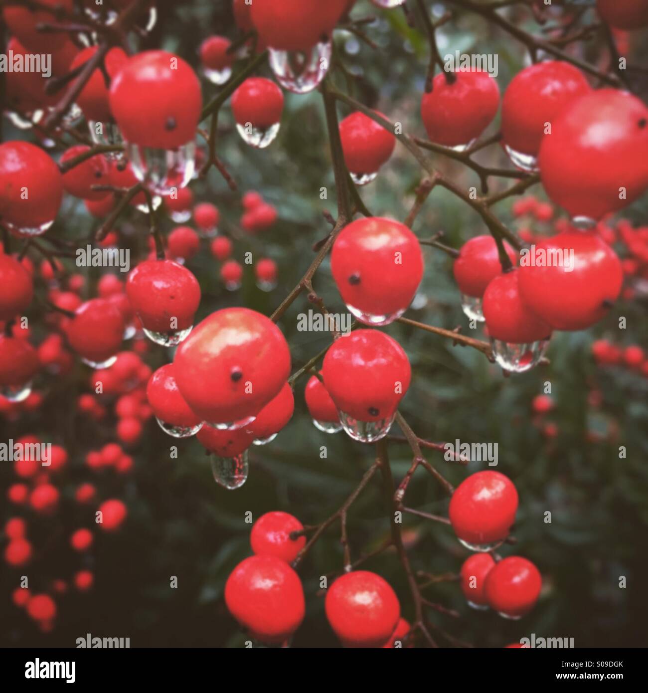 Wet christmas hi-res stock photography and images - Alamy