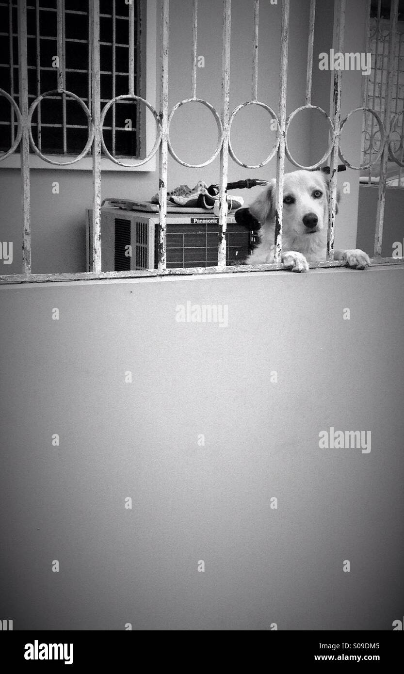 A very sad dog Stock Photo - Alamy