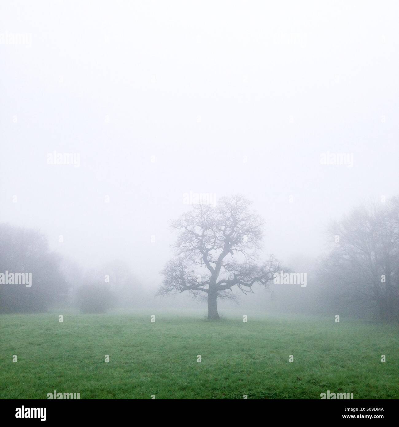 Oak tree on a misty morning Stock Photo - Alamy
