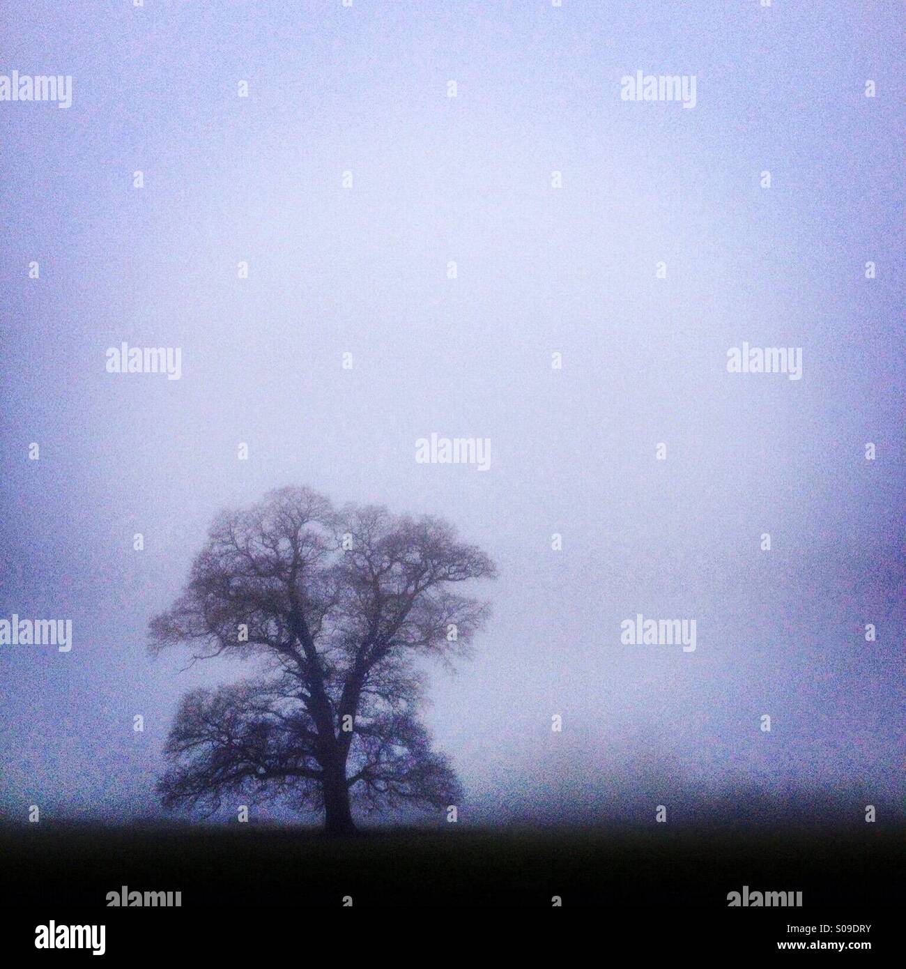 Foggy day, England, UK Stock Photo - Alamy