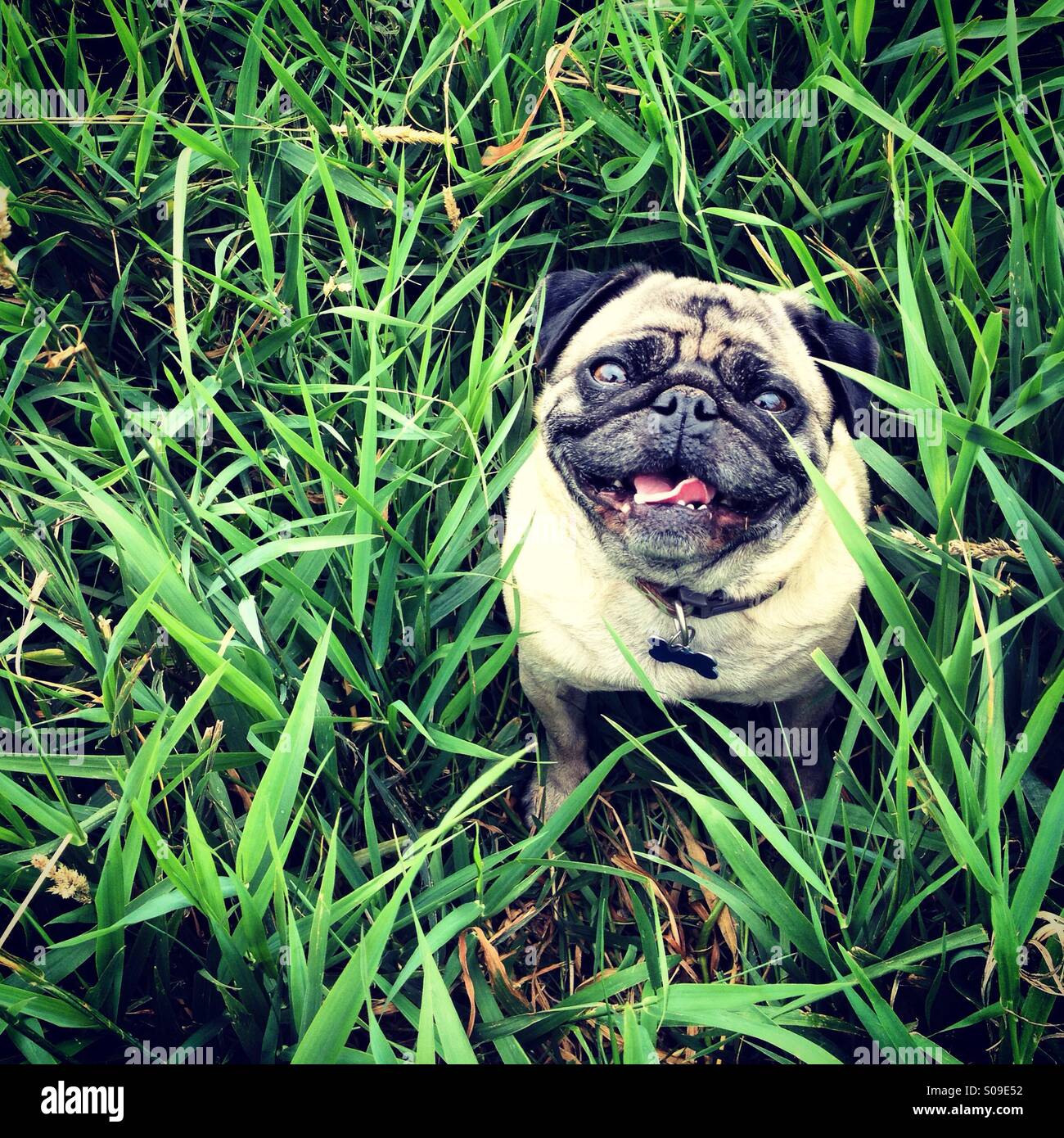 Pug in grass Stock Photo - Alamy
