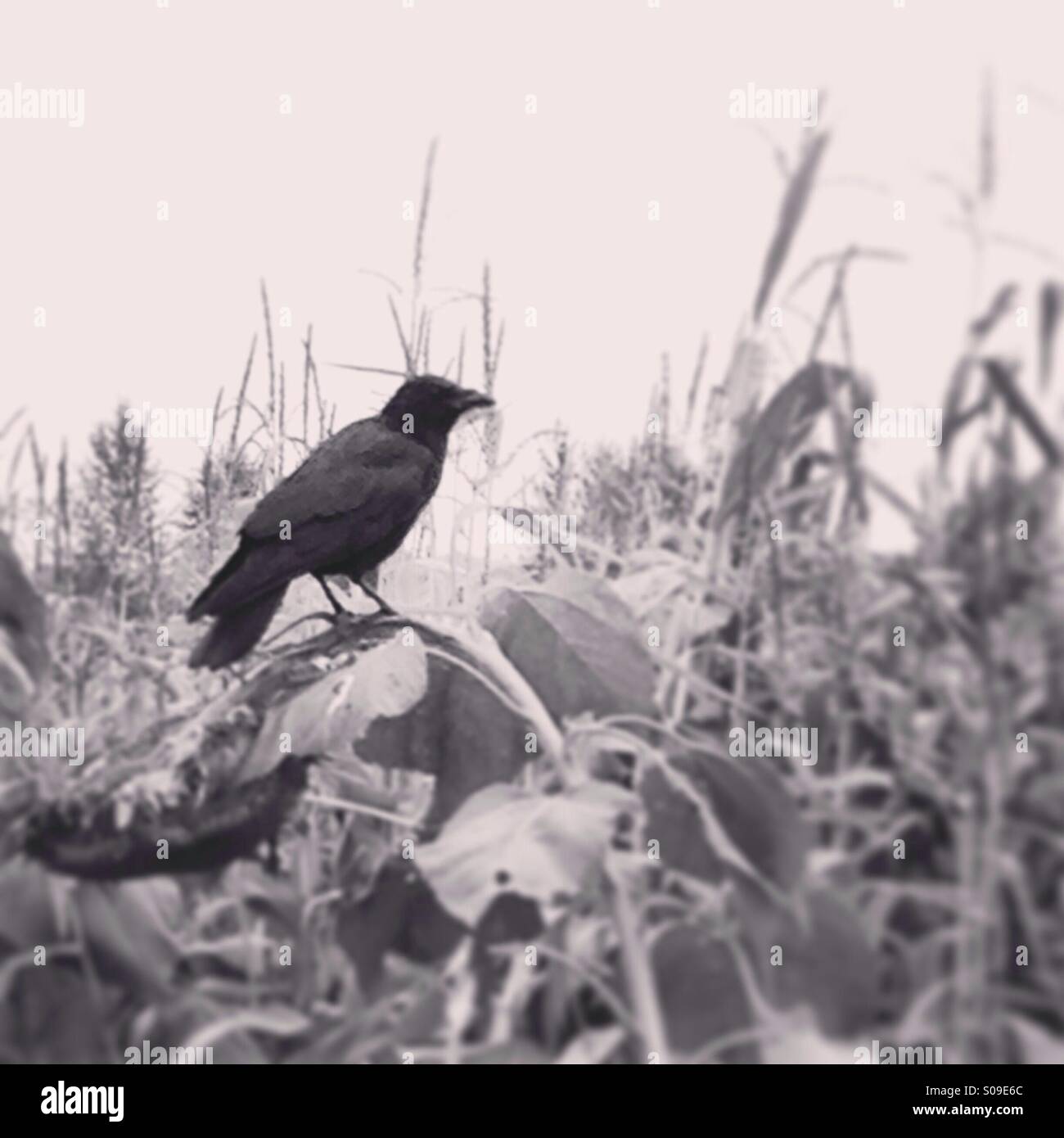 White bird black field hi-res stock photography and images - Alamy