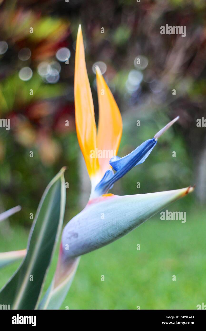 Birds of paradise flower hi-res stock photography and images - Alamy
