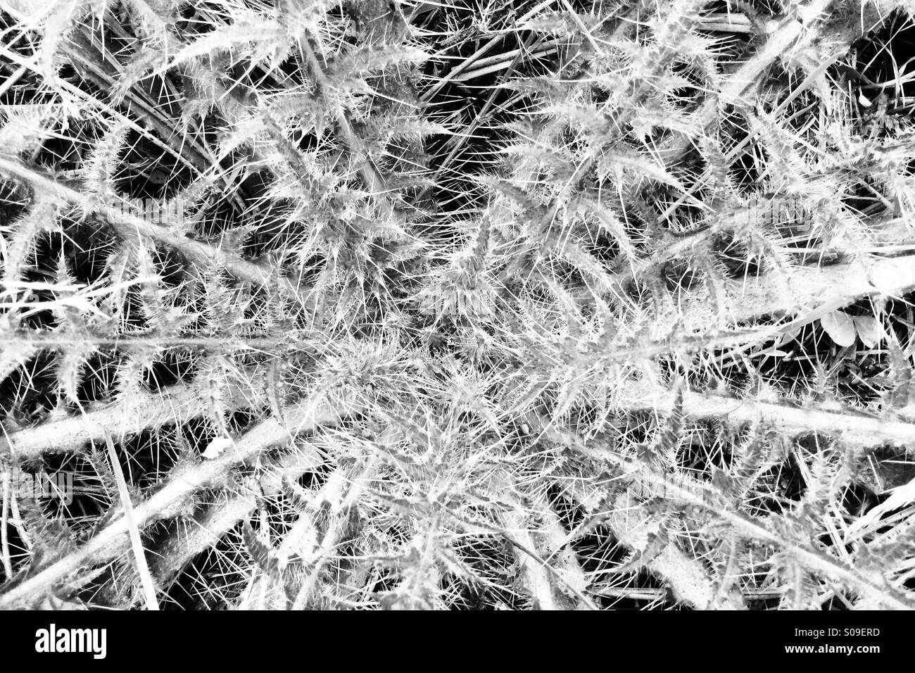 Plant uses Black and White Stock Photos & Images - Alamy