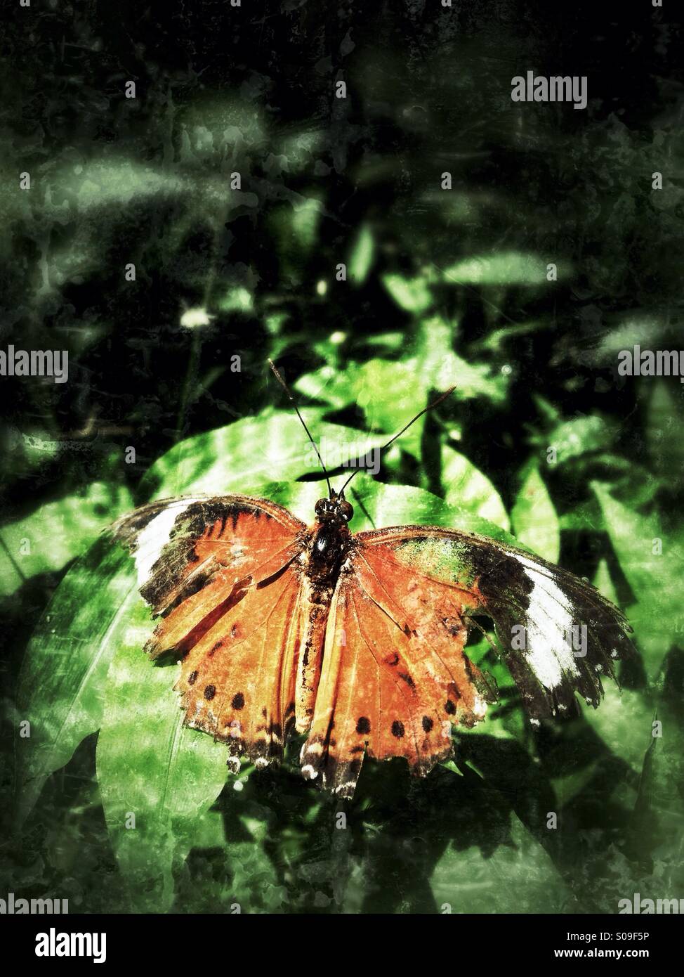 Butterfly with damaged wings Stock Photo - Alamy