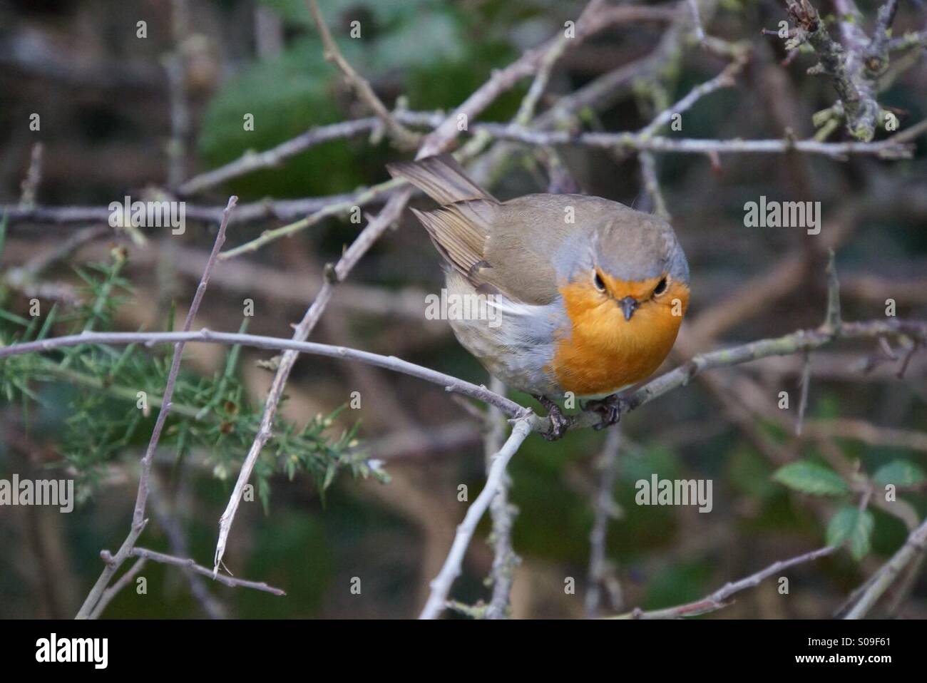 Readbreast hi-res stock photography and images - Alamy