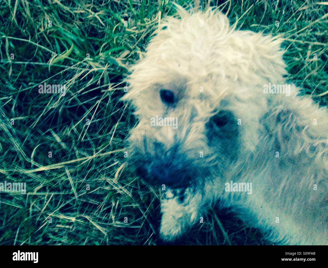 Scruffy Dog High Resolution Stock Photography and Images - Alamy