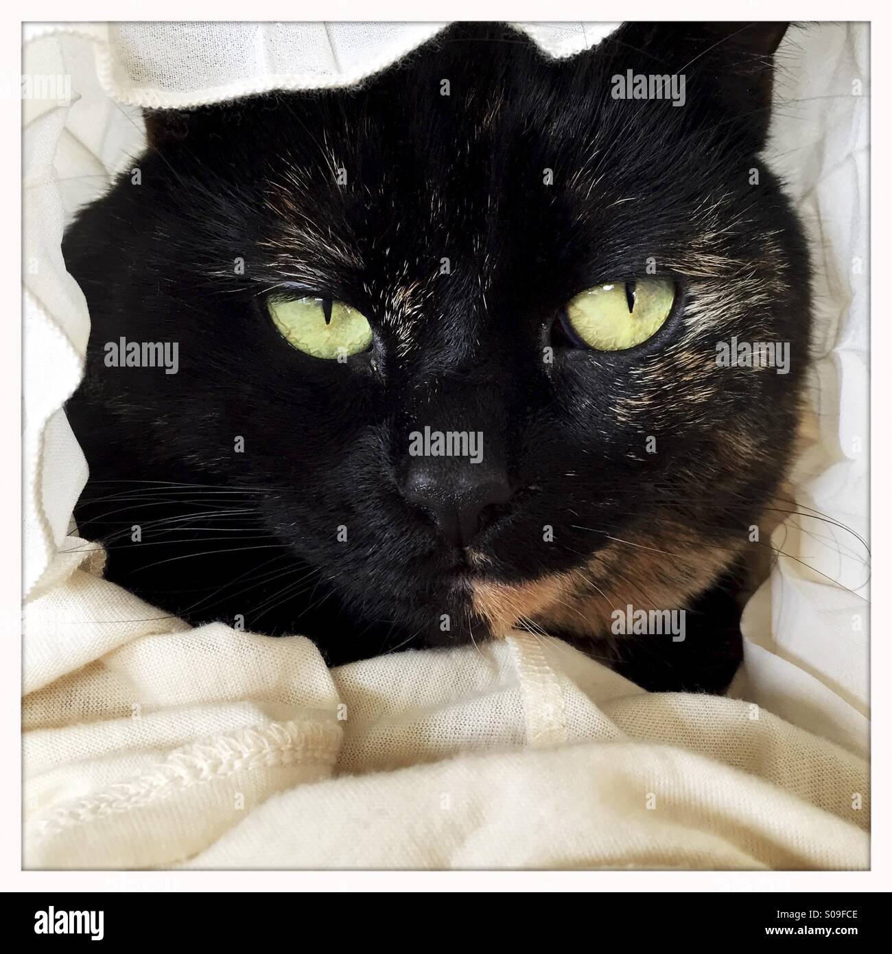 Fur fabric hi-res stock photography and images - Alamy