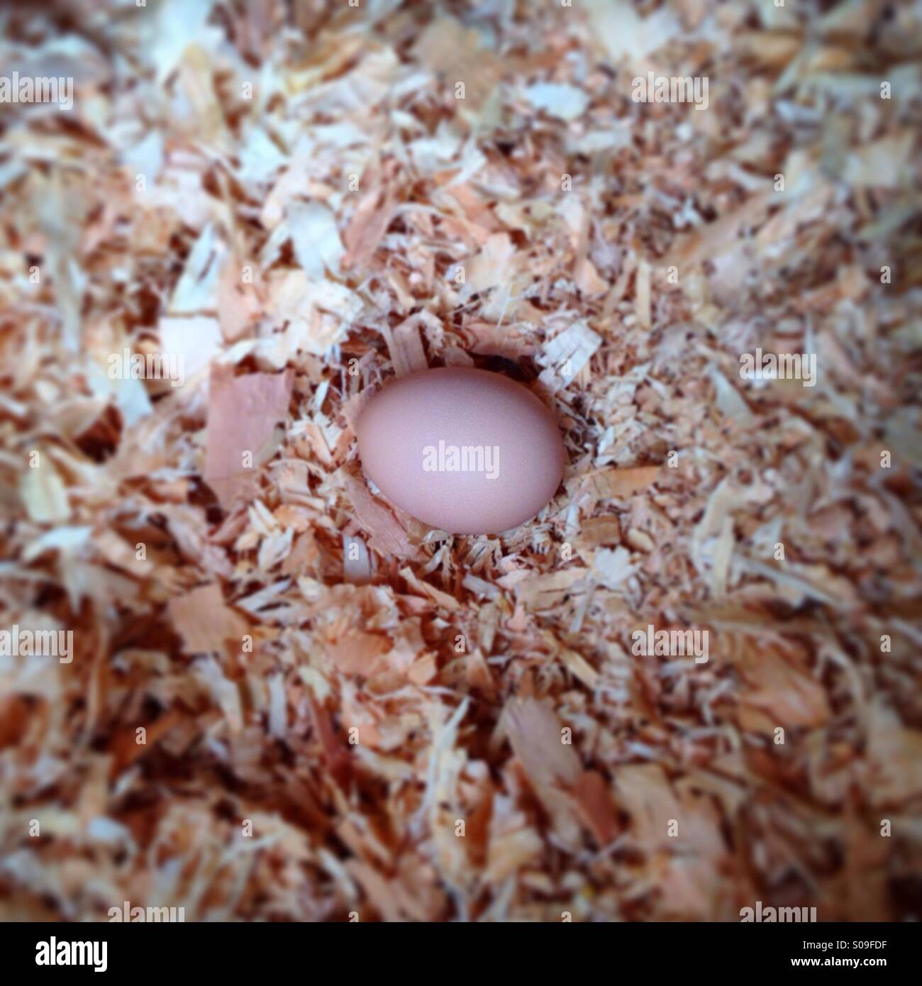 Hen nesting in coop hi-res stock photography and images - Alamy