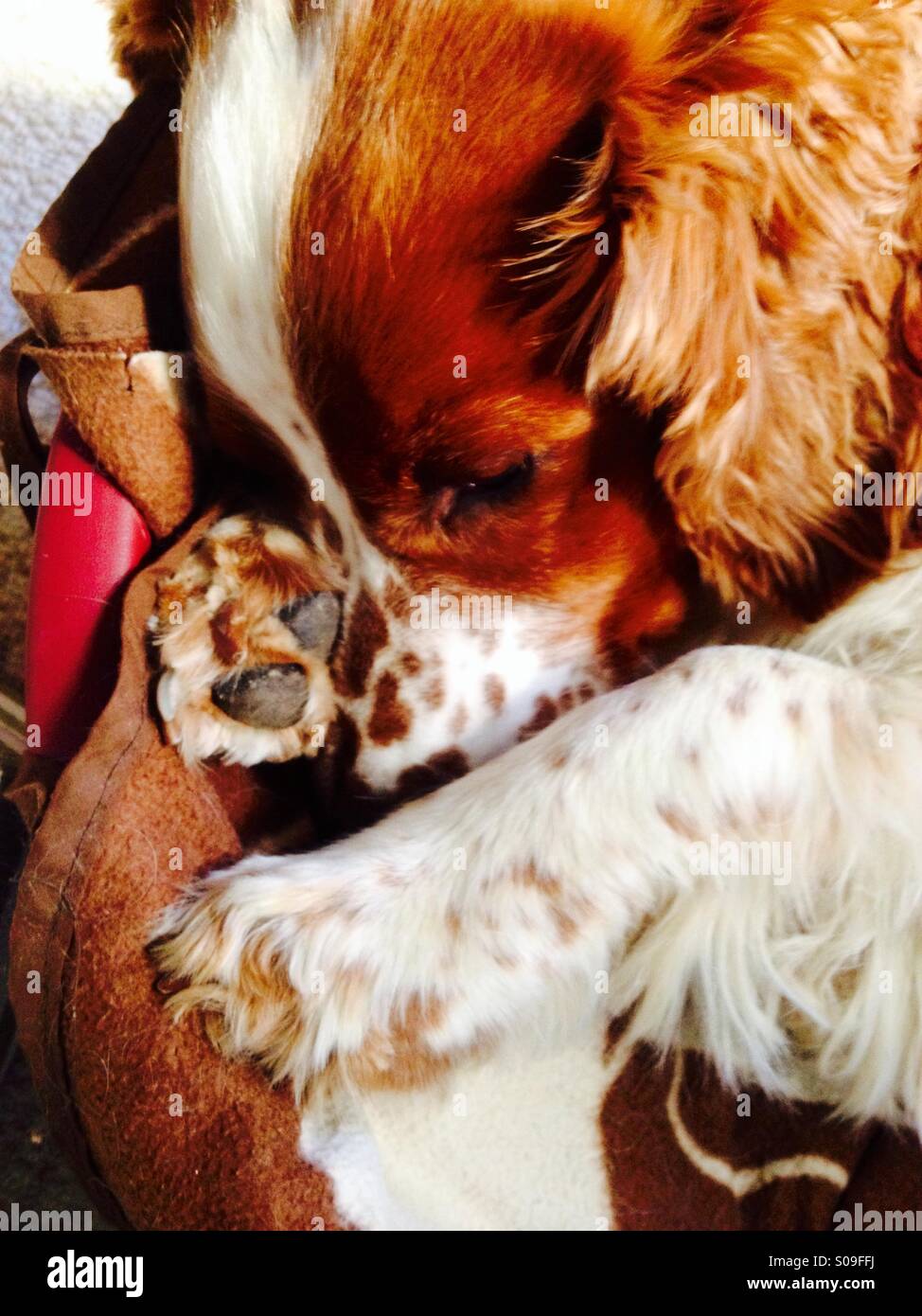 Sleeping welsh springer spaniel, folded paws Stock Photo - Alamy