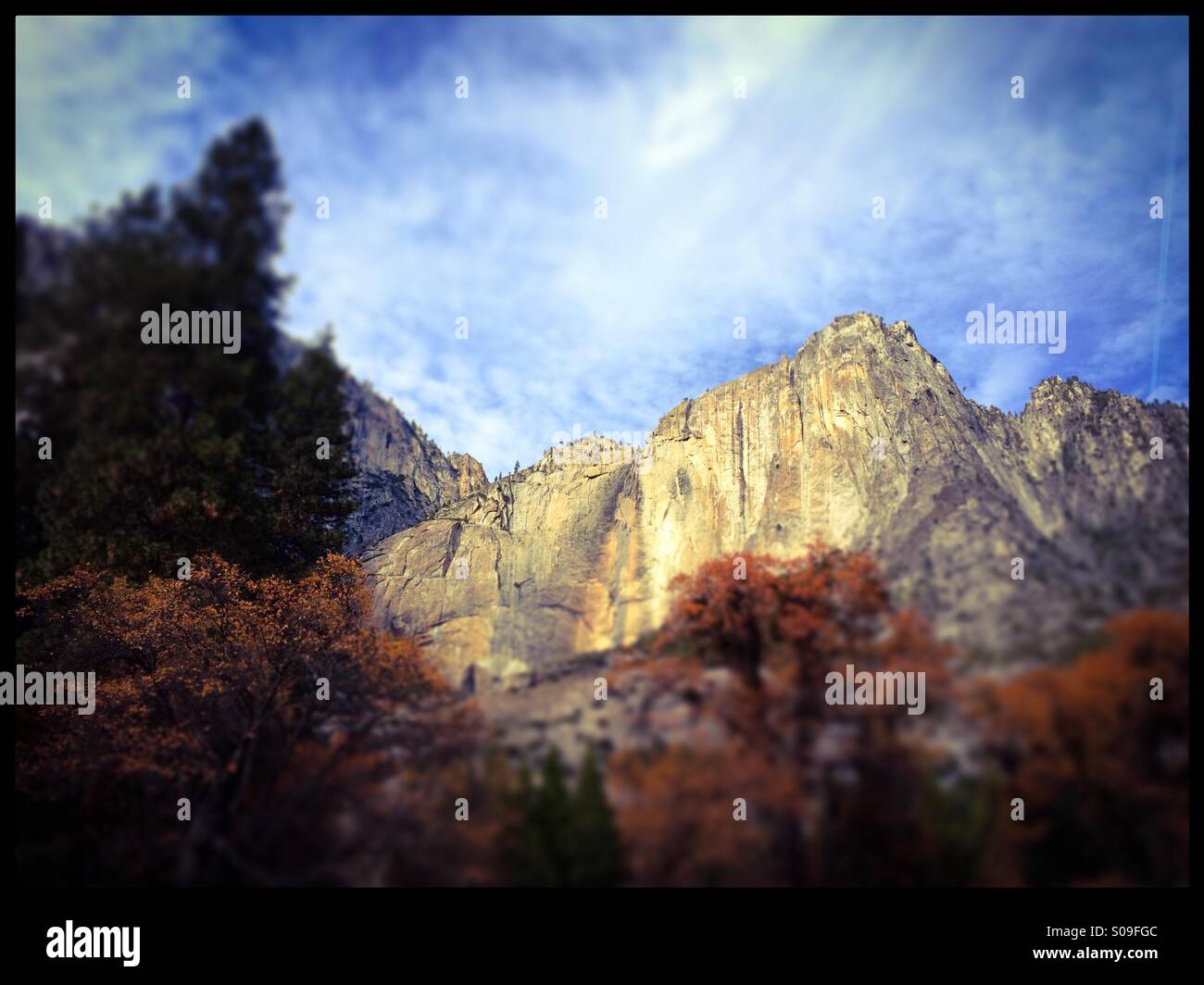 Black oak trees hi-res stock photography and images - Alamy