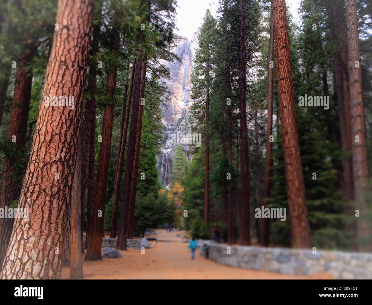 Upper and Lower Yosemite Falls at a trickle seen through the trees on ...