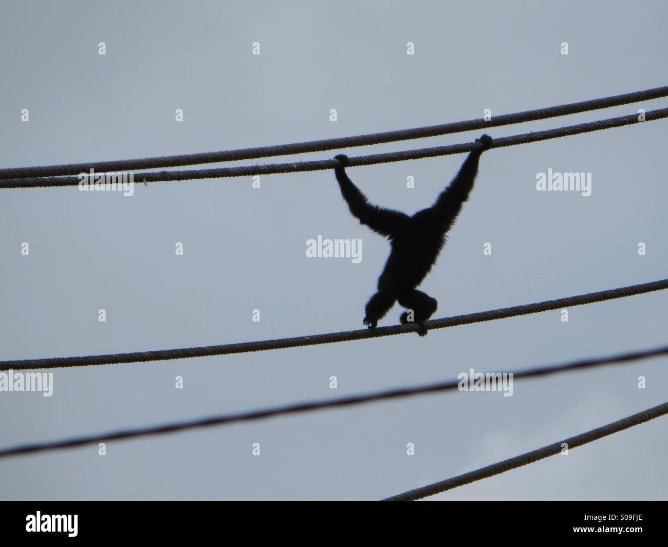 Monkey On Rope Bridge
