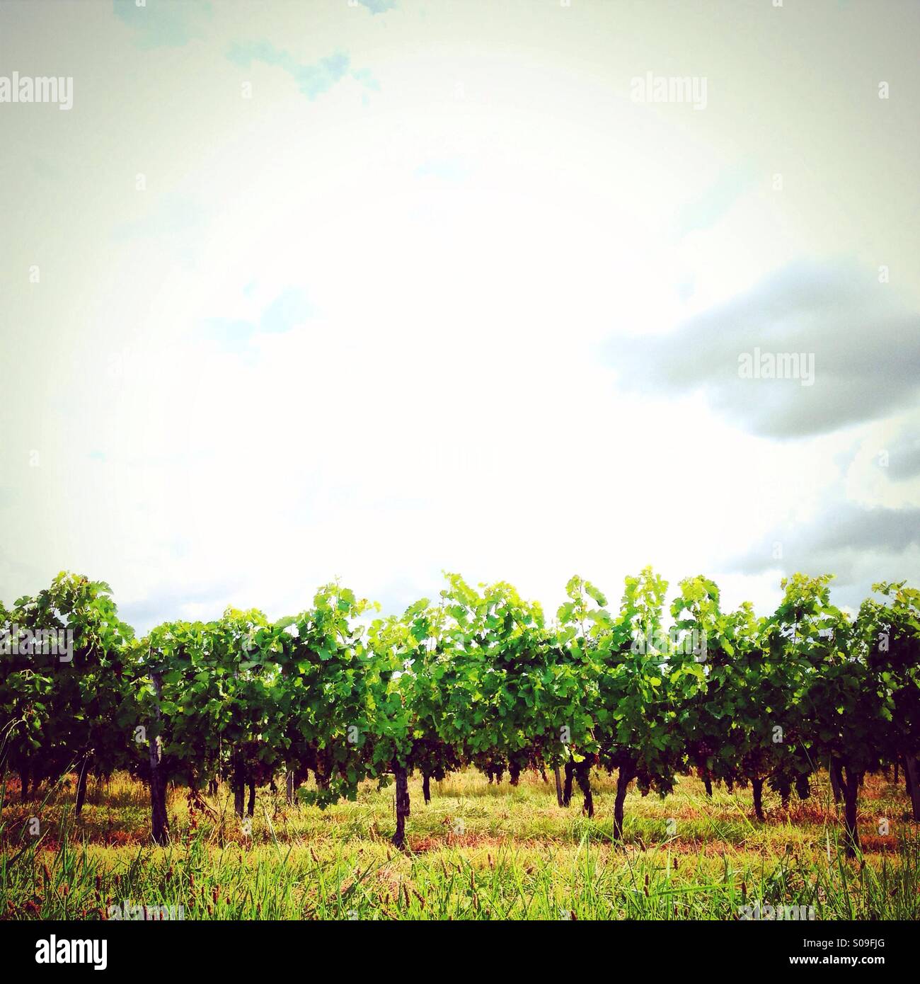 Malbec vines hi-res stock photography and images - Alamy