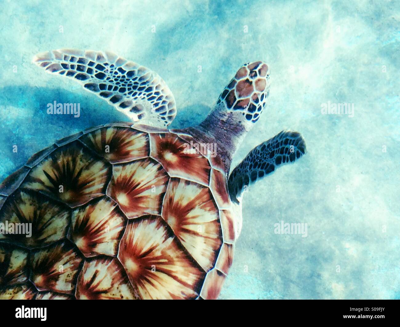 Sea turtle swimming forward Stock Photo - Alamy