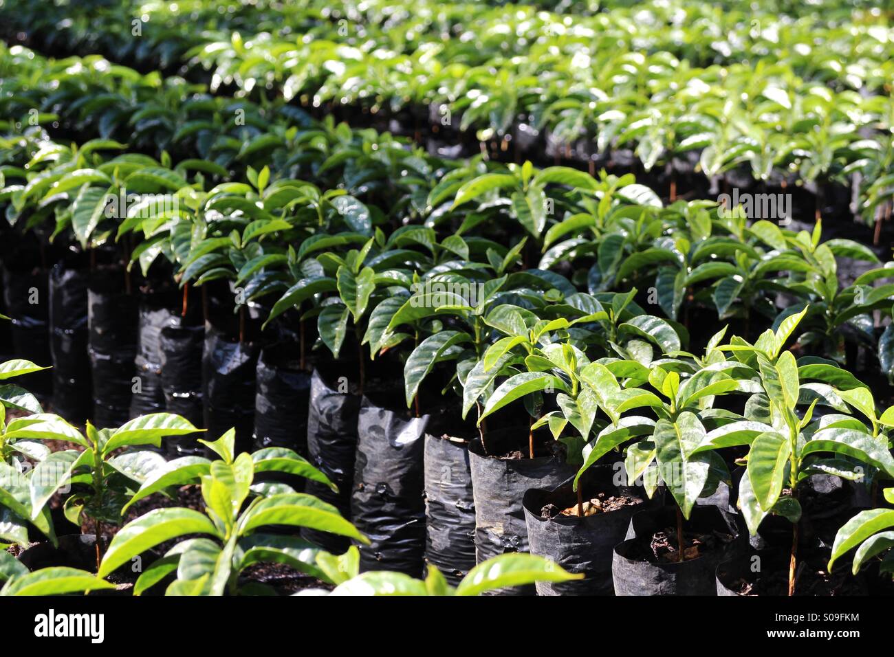 Coffee Plants Stock Photos & Coffee Plants Stock Images - Alamy