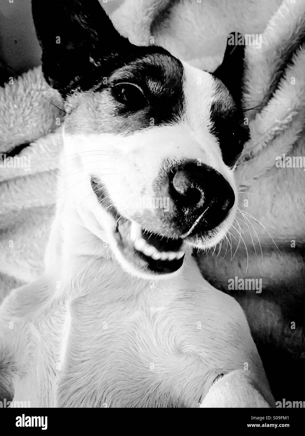A happy Jack Russell Terrier dog smiling Stock Photo - Alamy