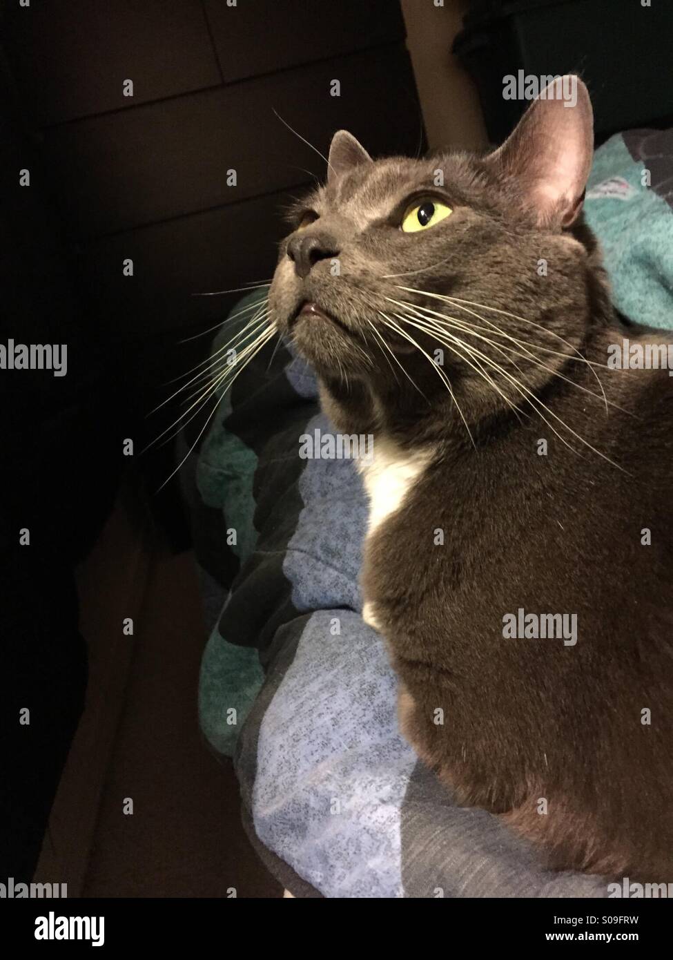 cat looking up Stock Photo - Alamy