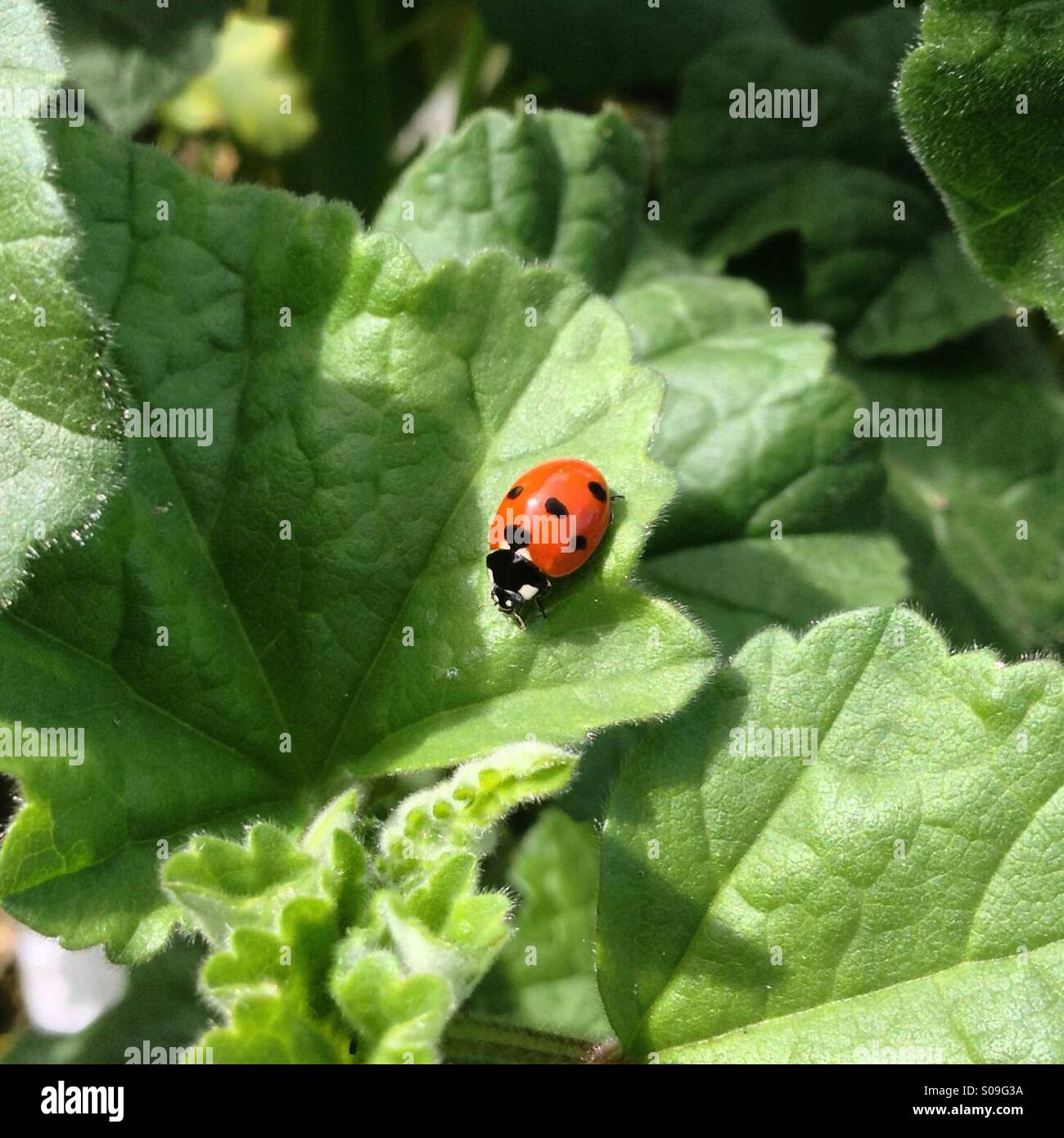 A 7-Spotted lady bird, sitting on a mallow leaf, in Limerick, Ireland ...