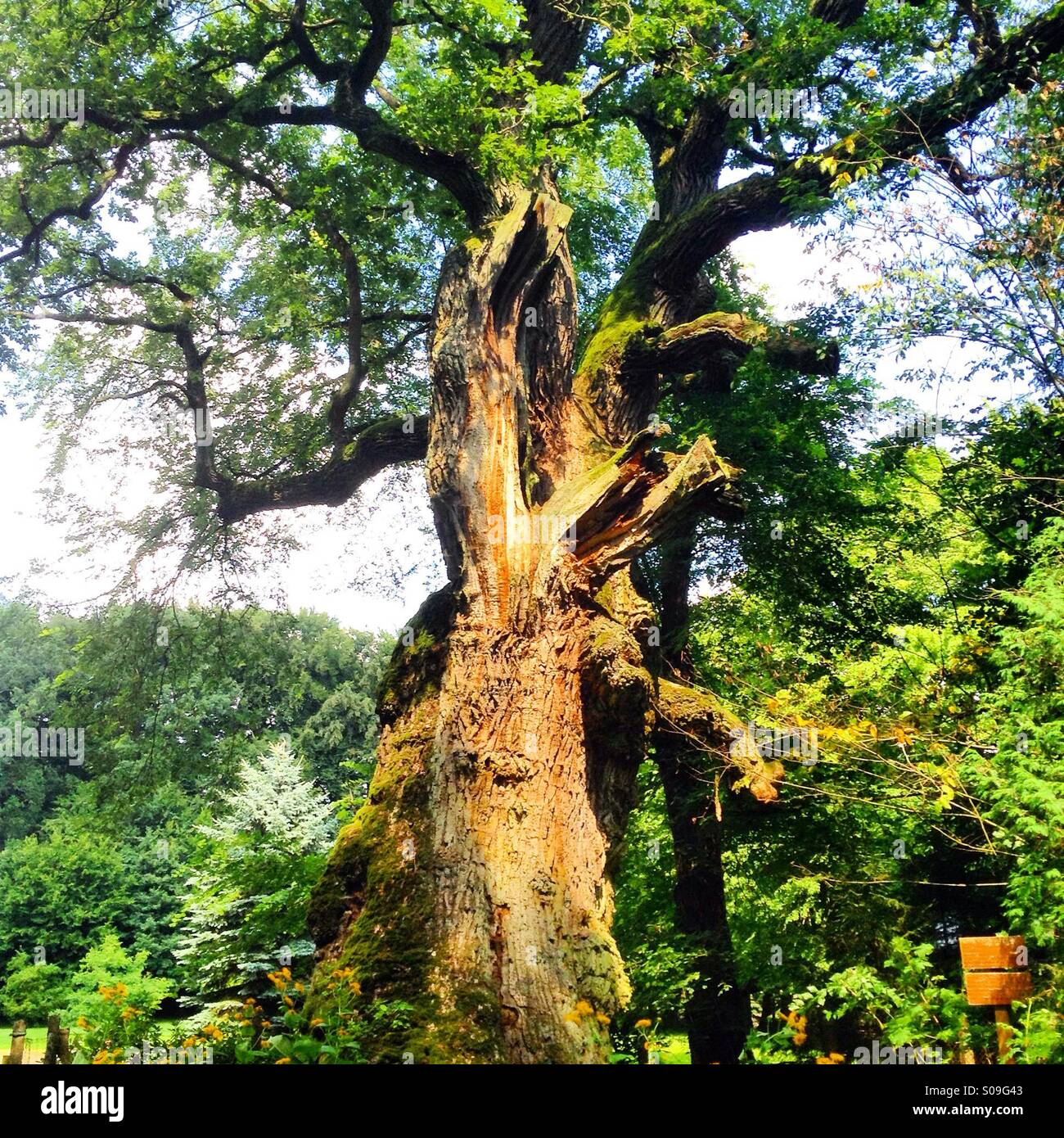 Ancient oak gnarled hi-res stock photography and images - Alamy