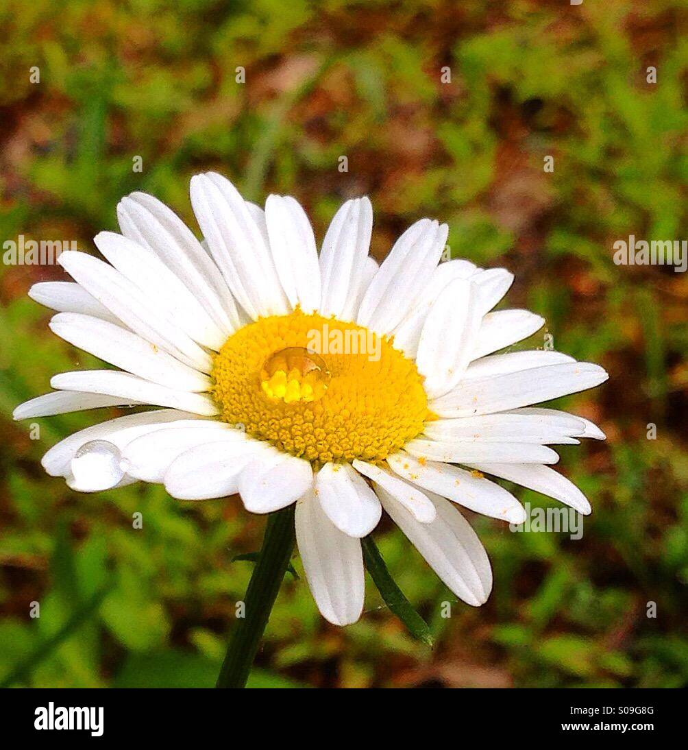 Daisy with dew hi-res stock photography and images - Alamy