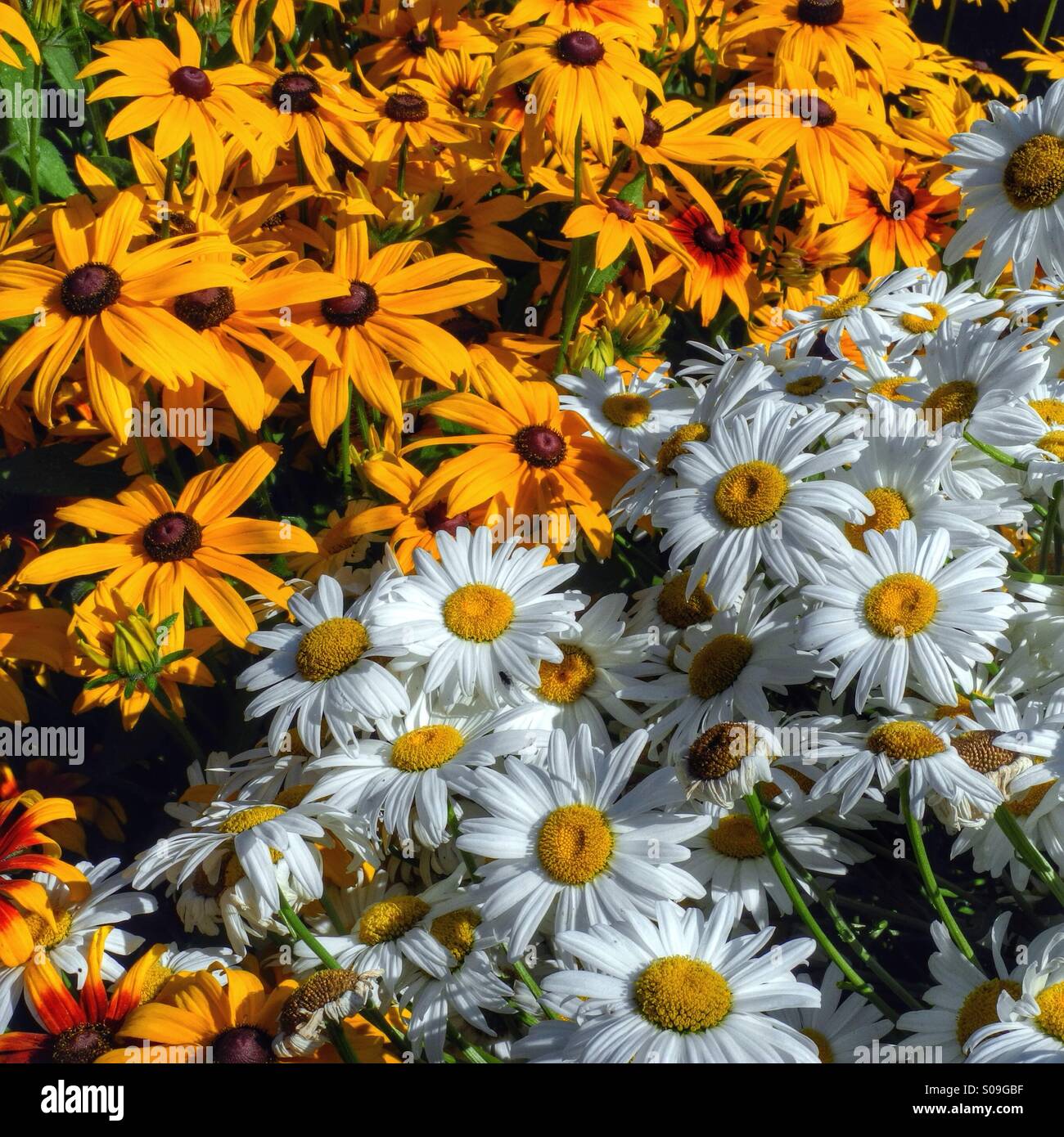 Spring flower power hi-res stock photography and images - Alamy