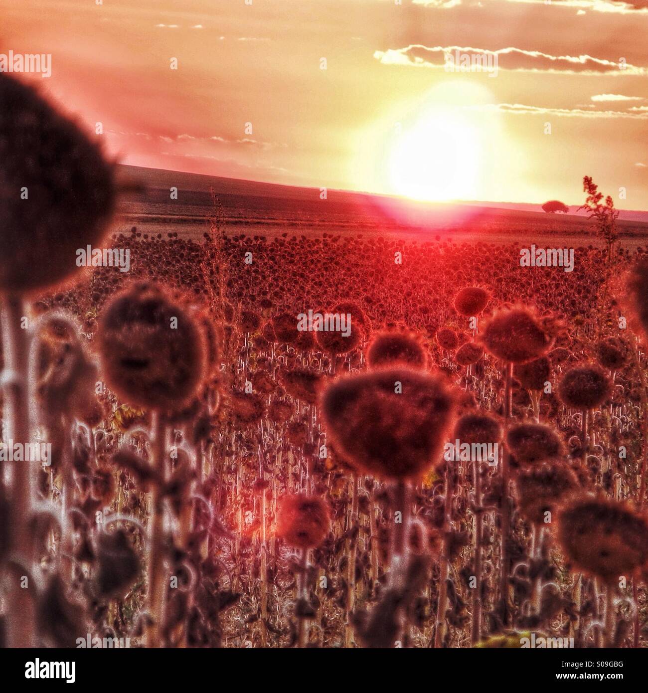 Sun and sunflowers, pretty day Stock Photo - Alamy