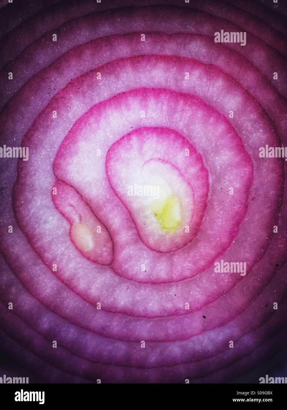 Cross section of a red onion Stock Photo - Alamy
