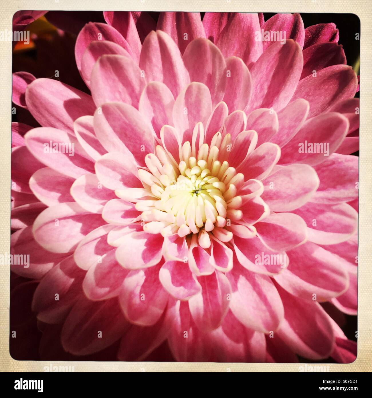 A detail of a colorful flower Stock Photo - Alamy