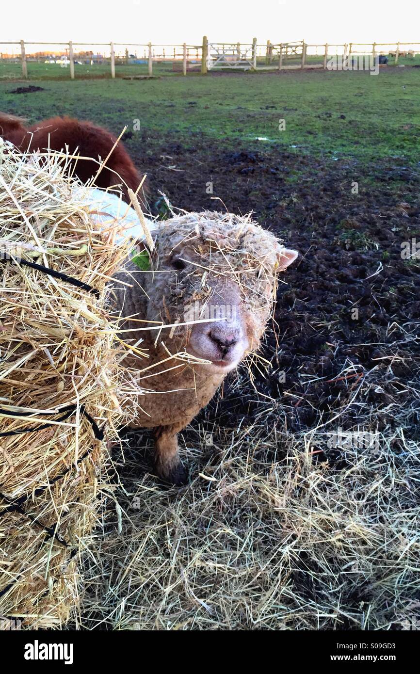 Sheep muddy field hi-res stock photography and images - Alamy