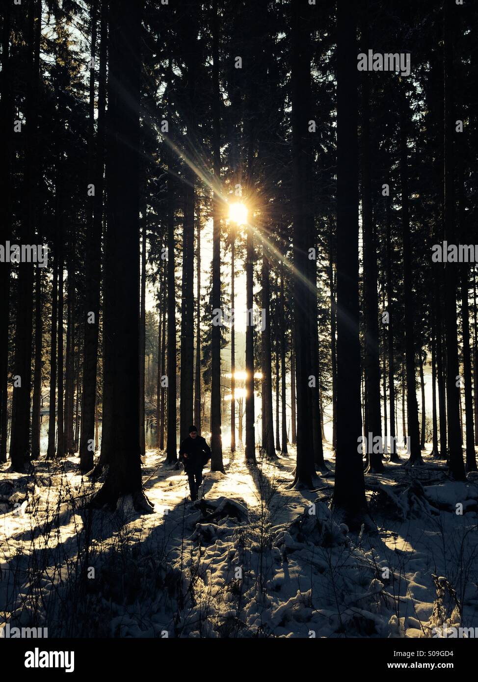Sunlight through trees hi-res stock photography and images - Alamy