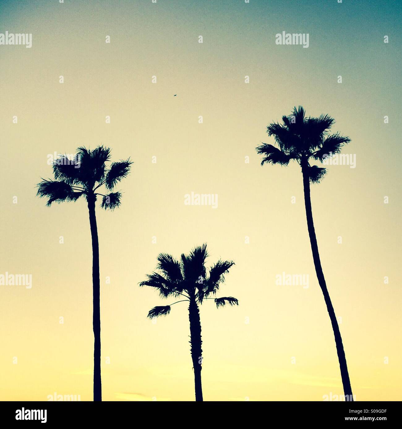 Three palm trees hi-res stock photography and images - Alamy