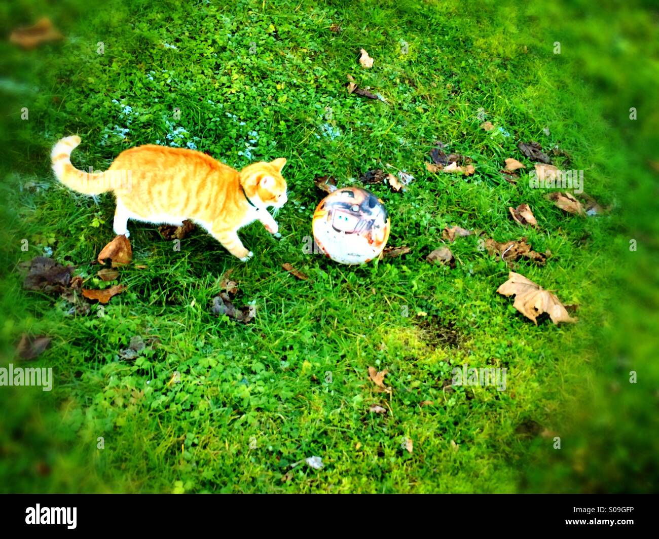 Cat playing with ball hi-res stock photography and images - Alamy